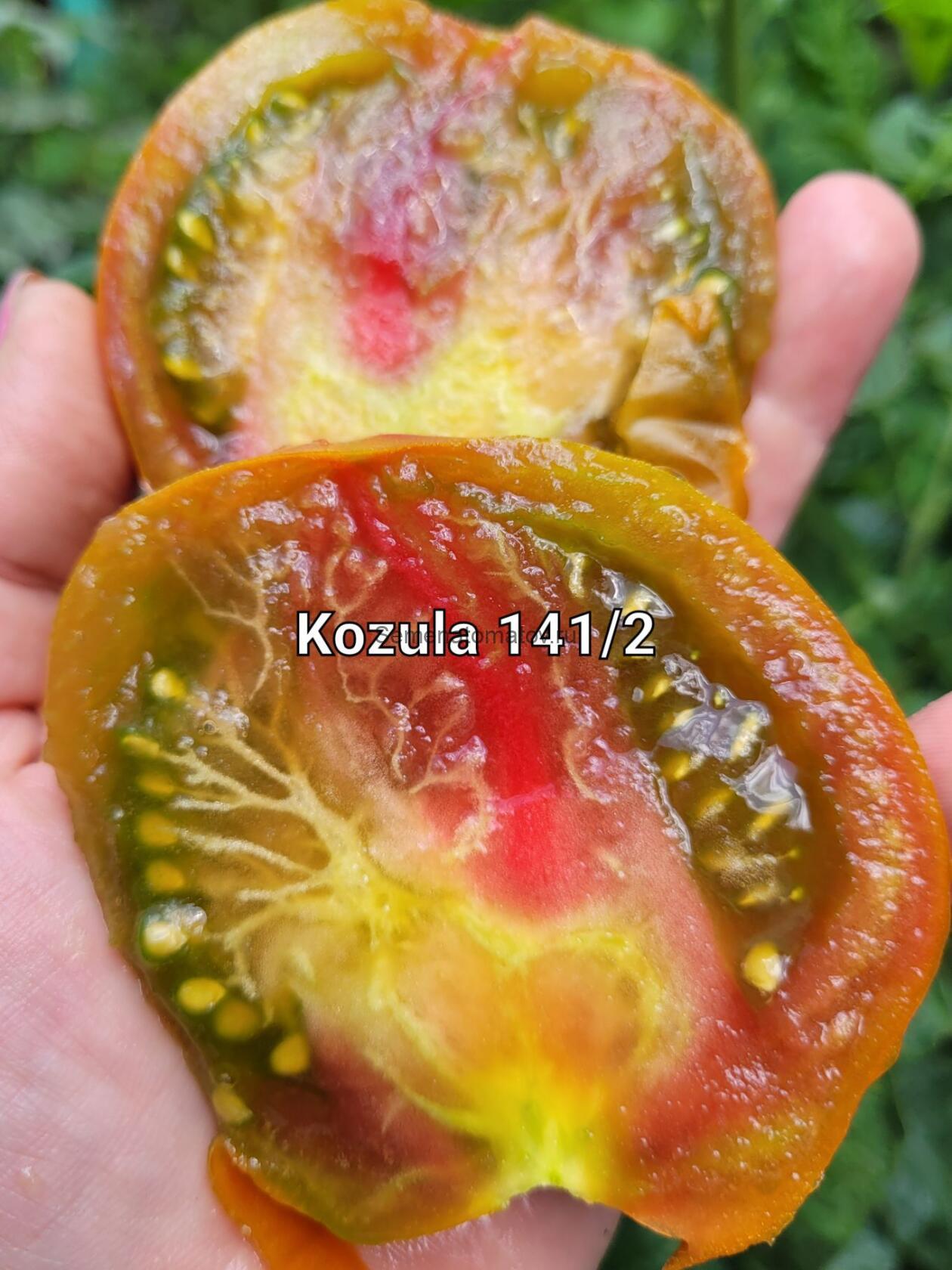 Kozula 141/2 — Семена Томатов