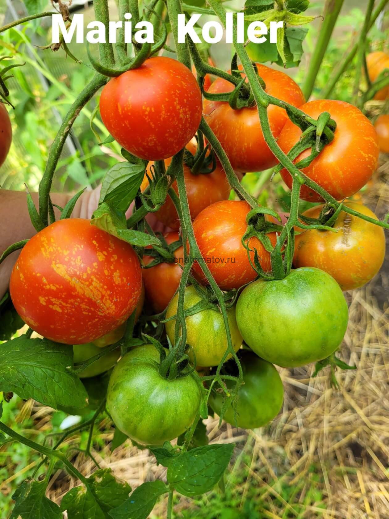 Maria Koller Мария Коллер — Семена Томатов