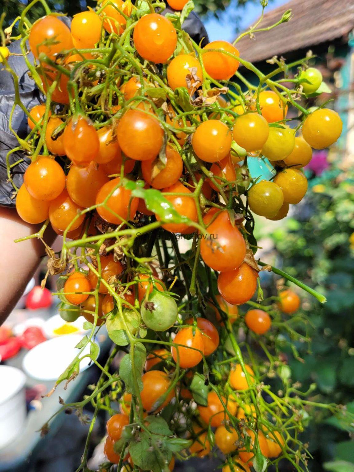 Dwarf Microberry Tomato — Семена Томатов