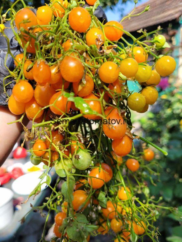 Dwarf Microberry Tomato — Семена Томатов
