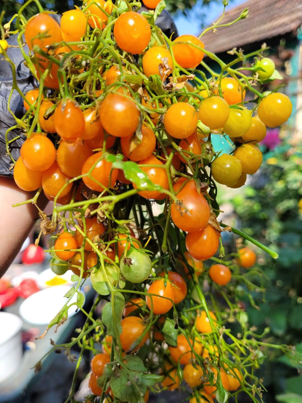 Dwarf Microberry Tomato — Семена Томатов
