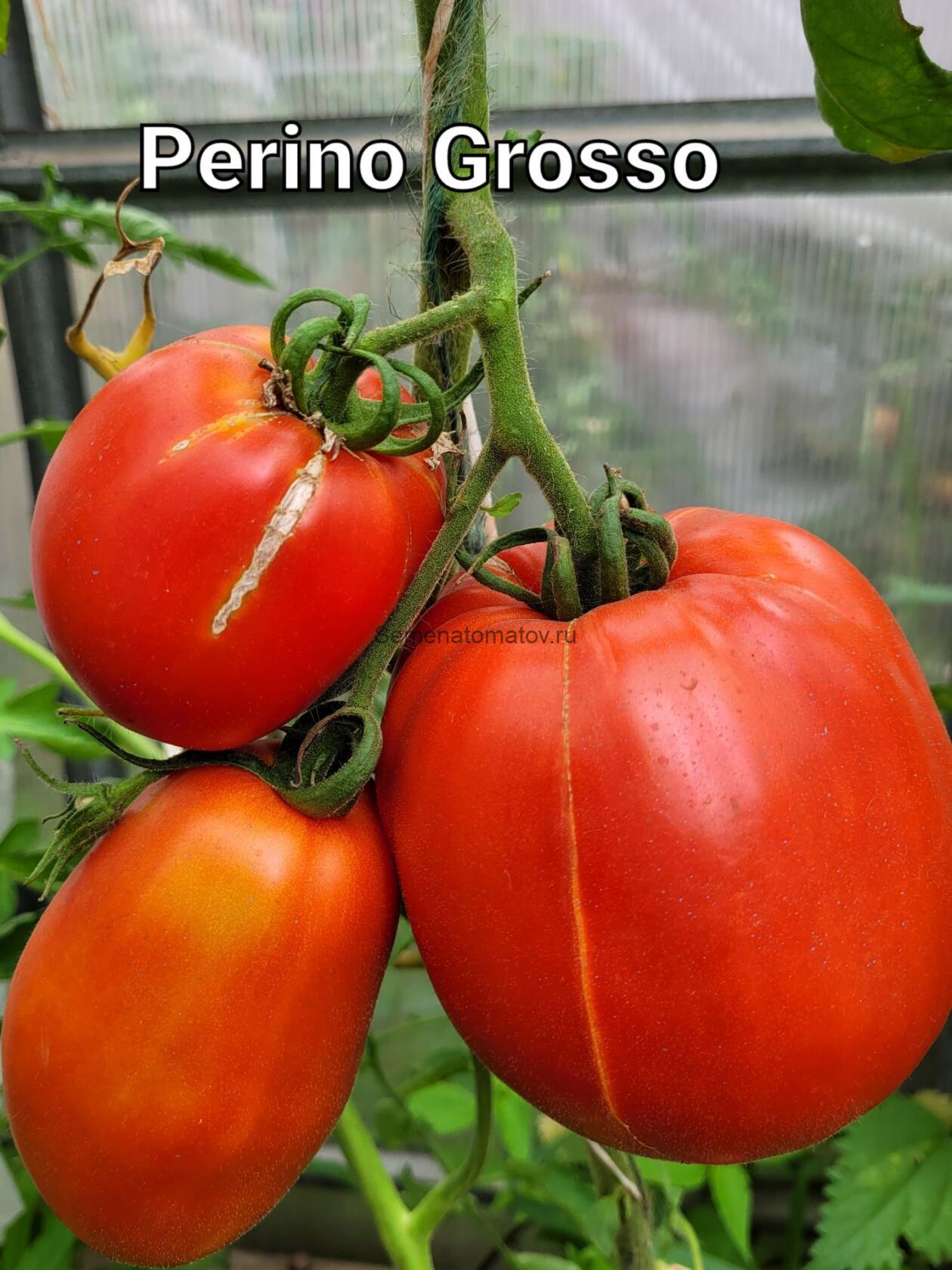 Перино Гроссо (Perino Grosso, Италия) — — Семена Томатов