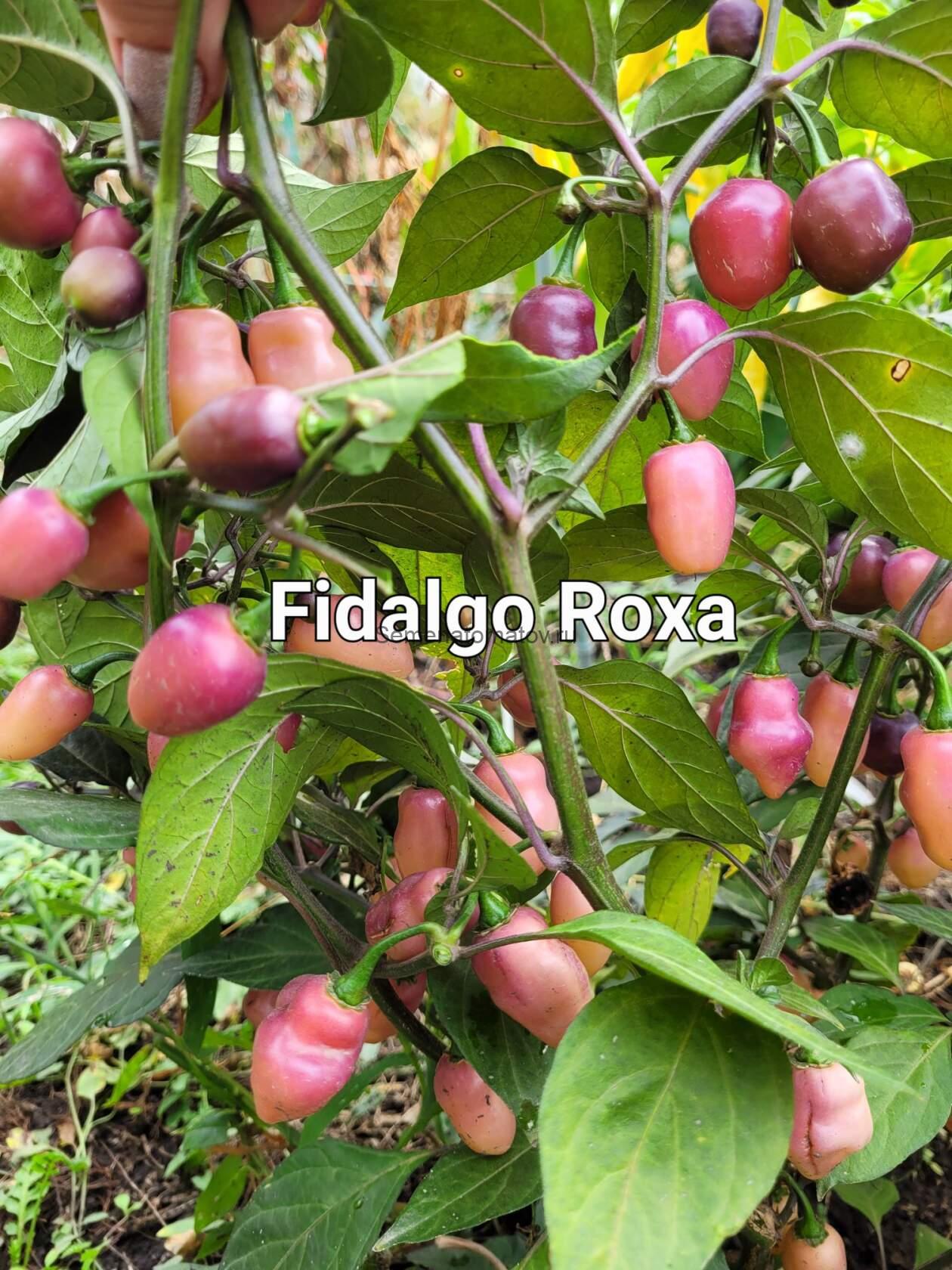 Fidalgo Roxa — Семена Томатов