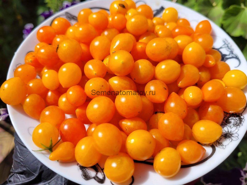 Dwarf Microberry Tomato — Семена Томатов