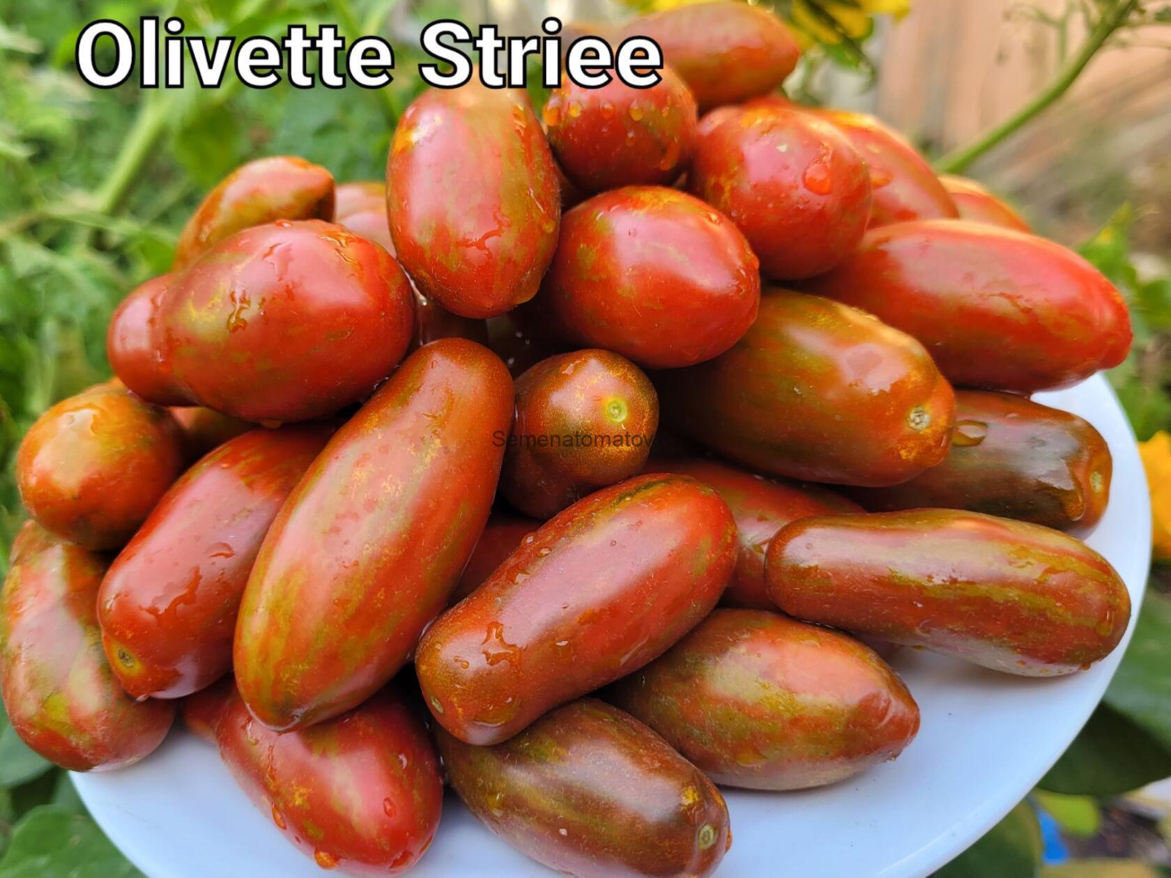 Olivette Striee Полосатая Оливетта — Семена Томатов