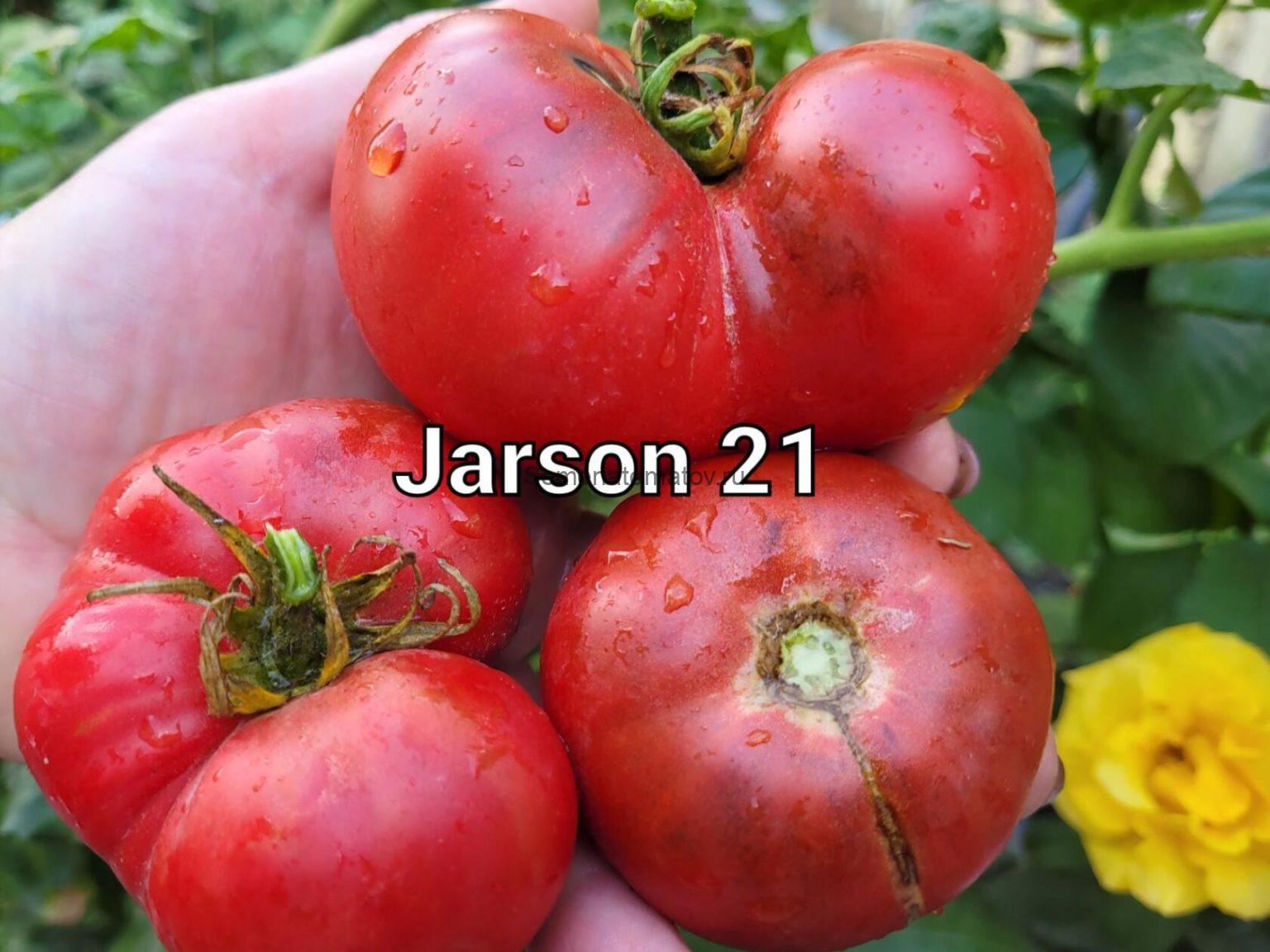 Jarson 21 — Семена Томатов