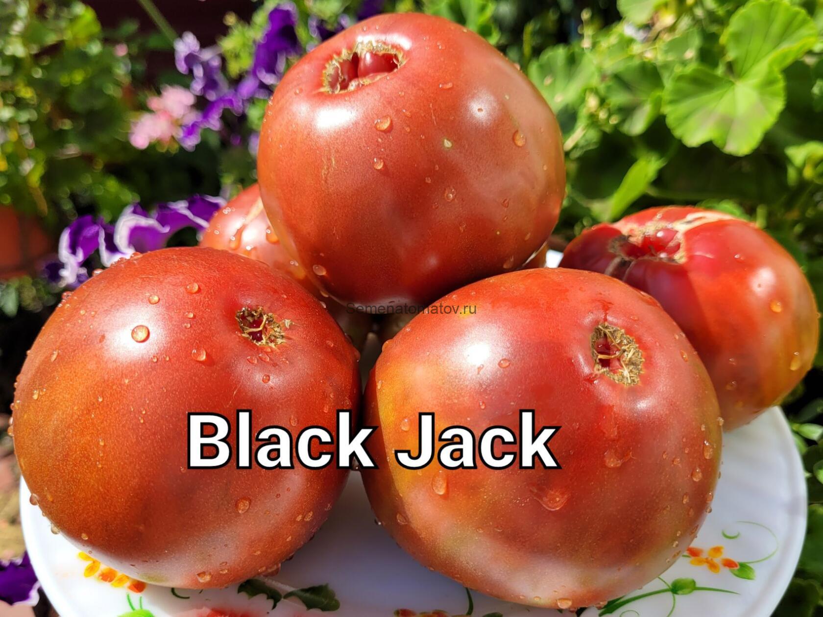 BlackJack Черный Джек — Семена Томатов