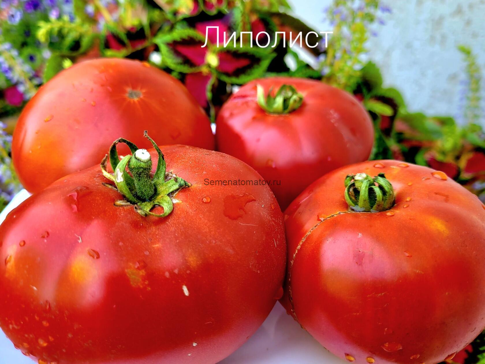 Lipolist (Липолист), Сербия — Семена Томатов