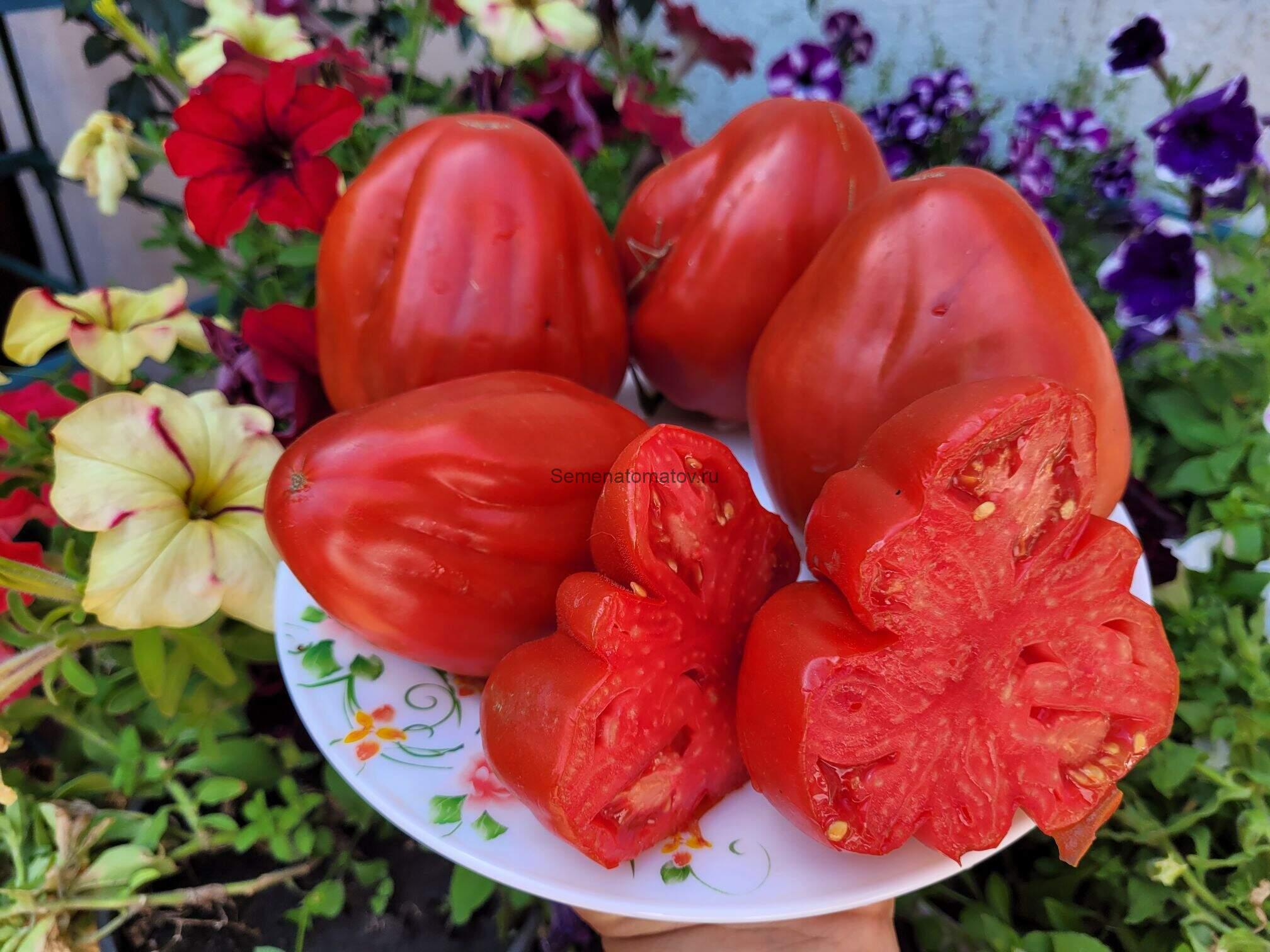 Бычье сердце из Восточной Европы (Inima de bou din Europa de Est) 1.9м ...