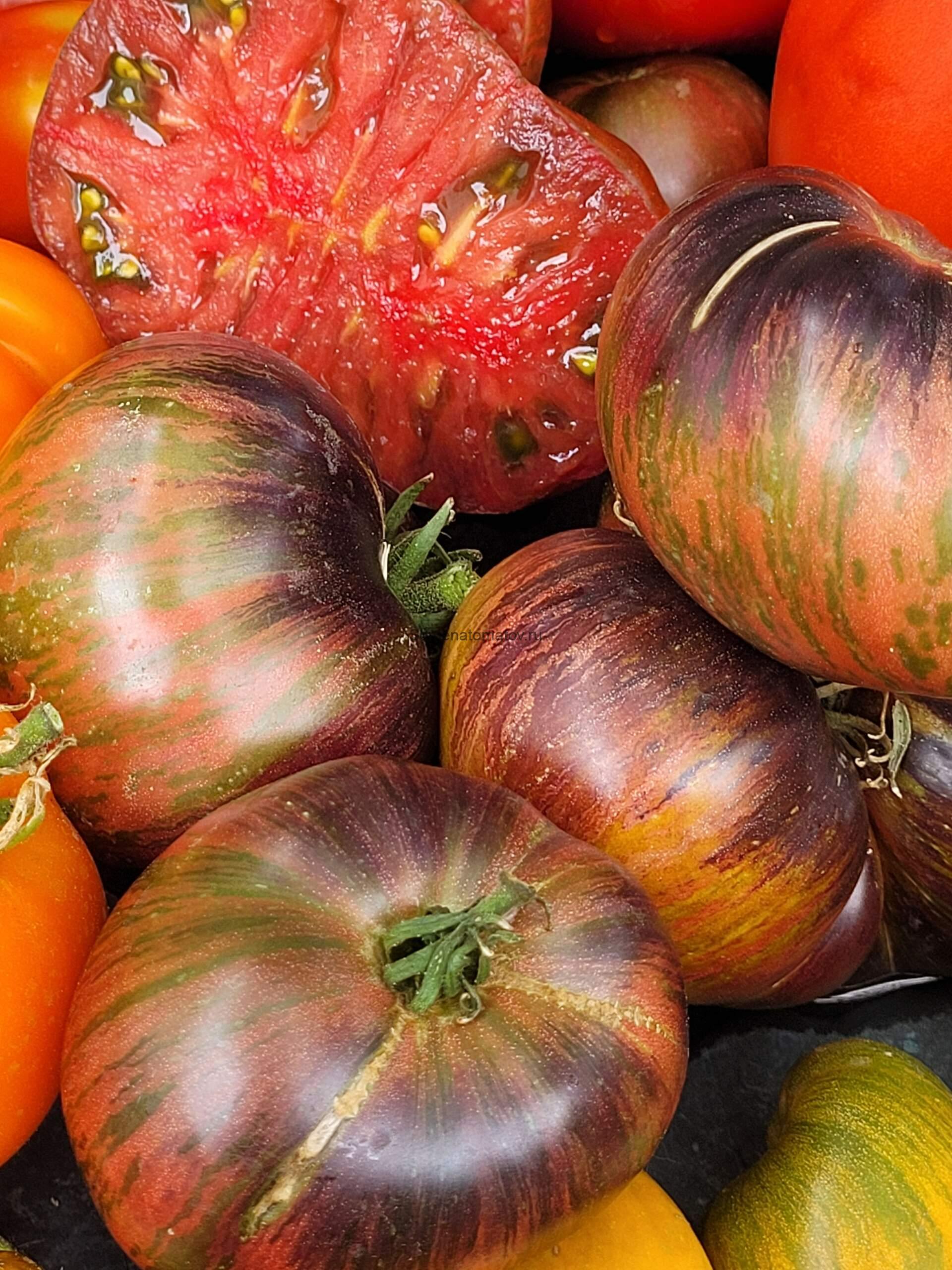 Dwarf Dipper’s Delight / Гном Восторг Диппера 0.7м.Средне-ранний,200 ...