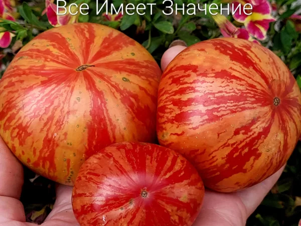 Everything Counts Все имеет значение — Семена Томатов