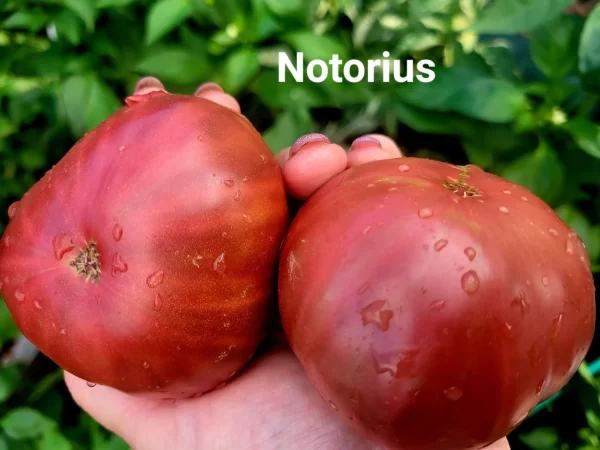 Notorius Ноториус — Семена Томатов